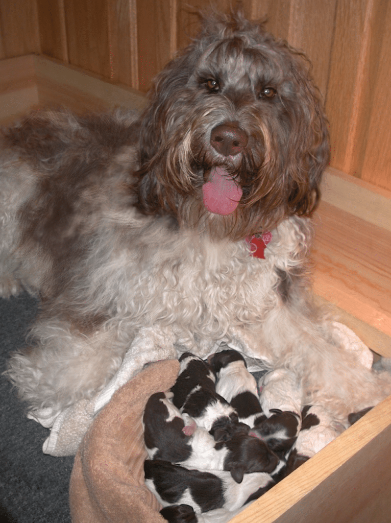 Family Labradoodles and Goldendoodles - Week By Week
