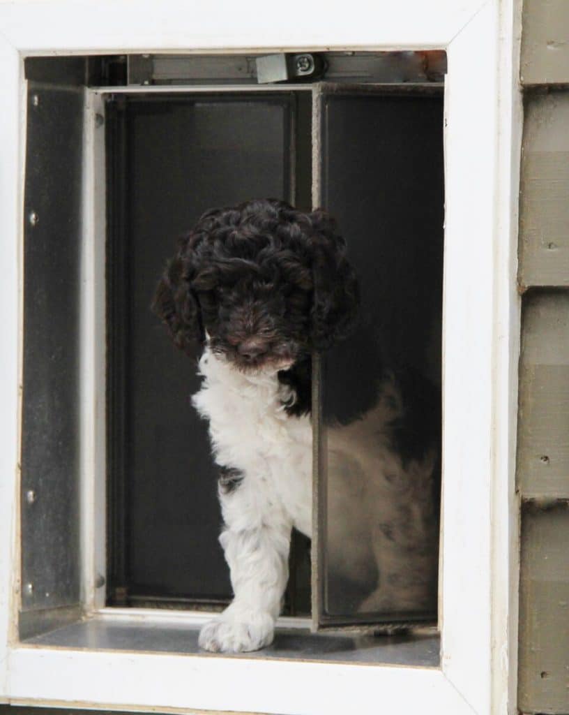 Family Labradoodles and Goldendoodles - Week By Week