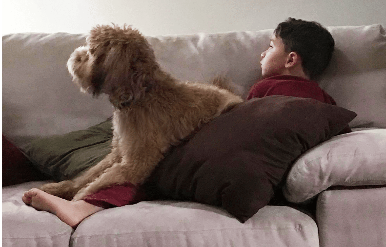 Family Labradoodles and Goldendoodles - Family Gallery