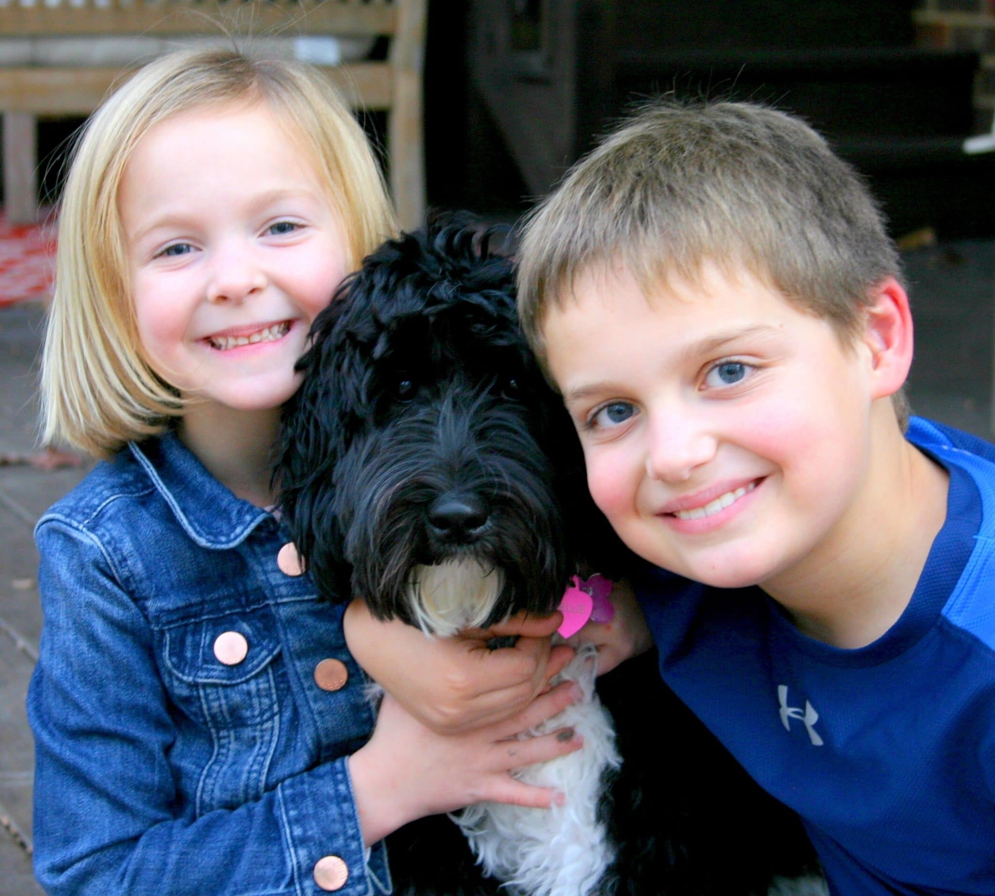 Family Labradoodles and Goldendoodles - Family Gallery