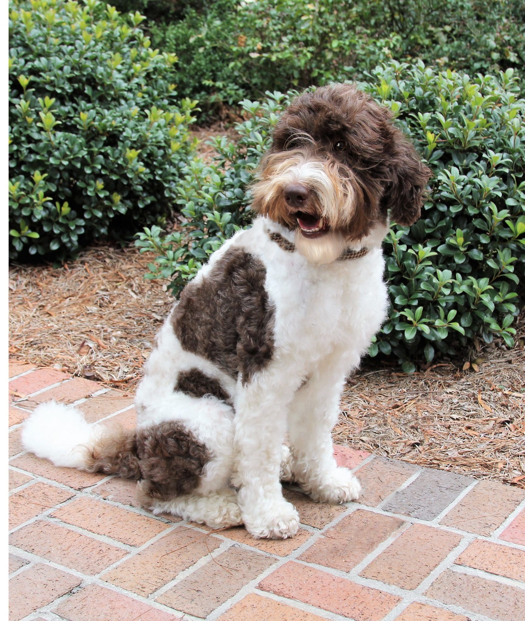 Family Labradoodles and Goldendoodles - Annie