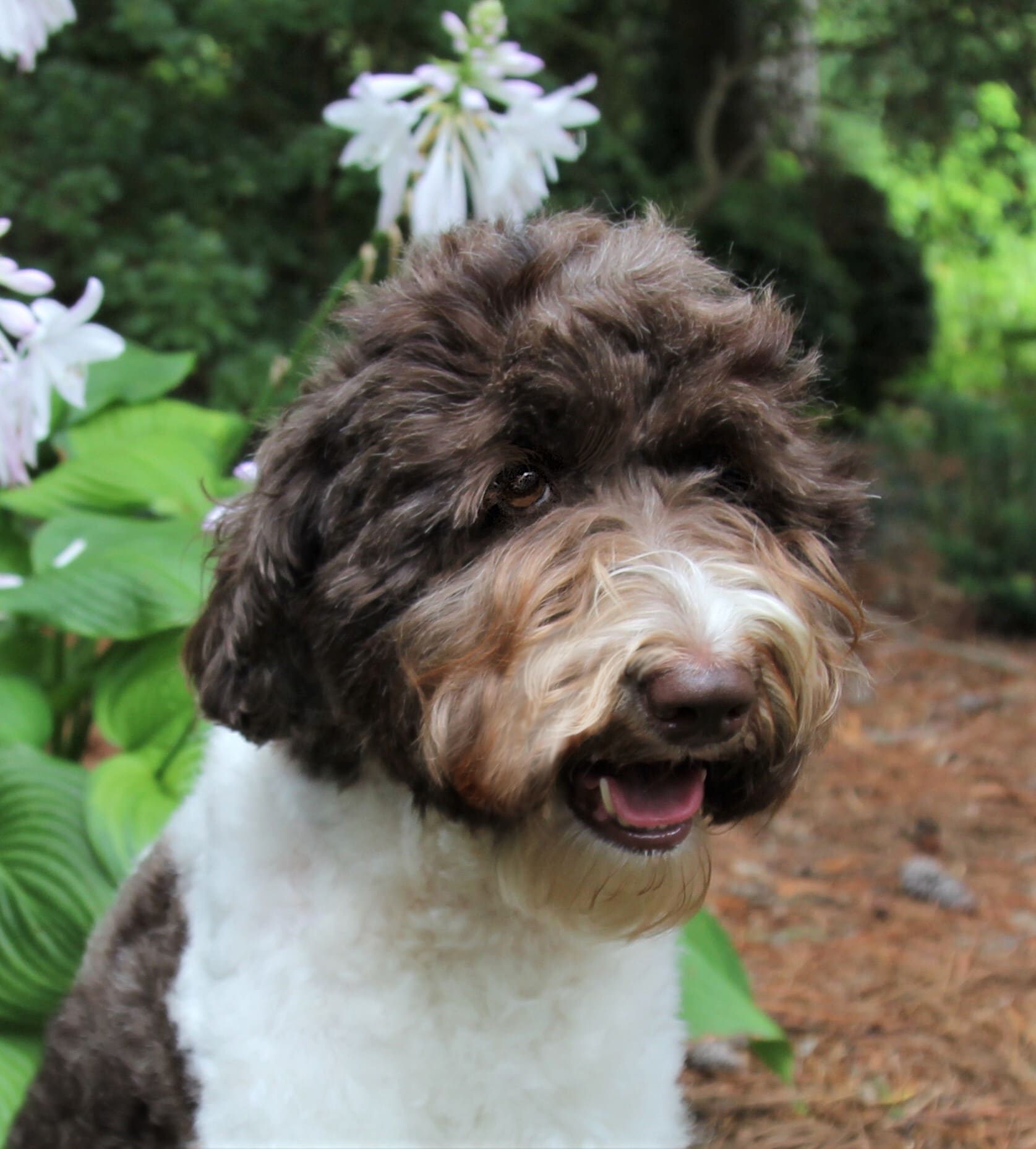 Family Labradoodles and Goldendoodles - Annie