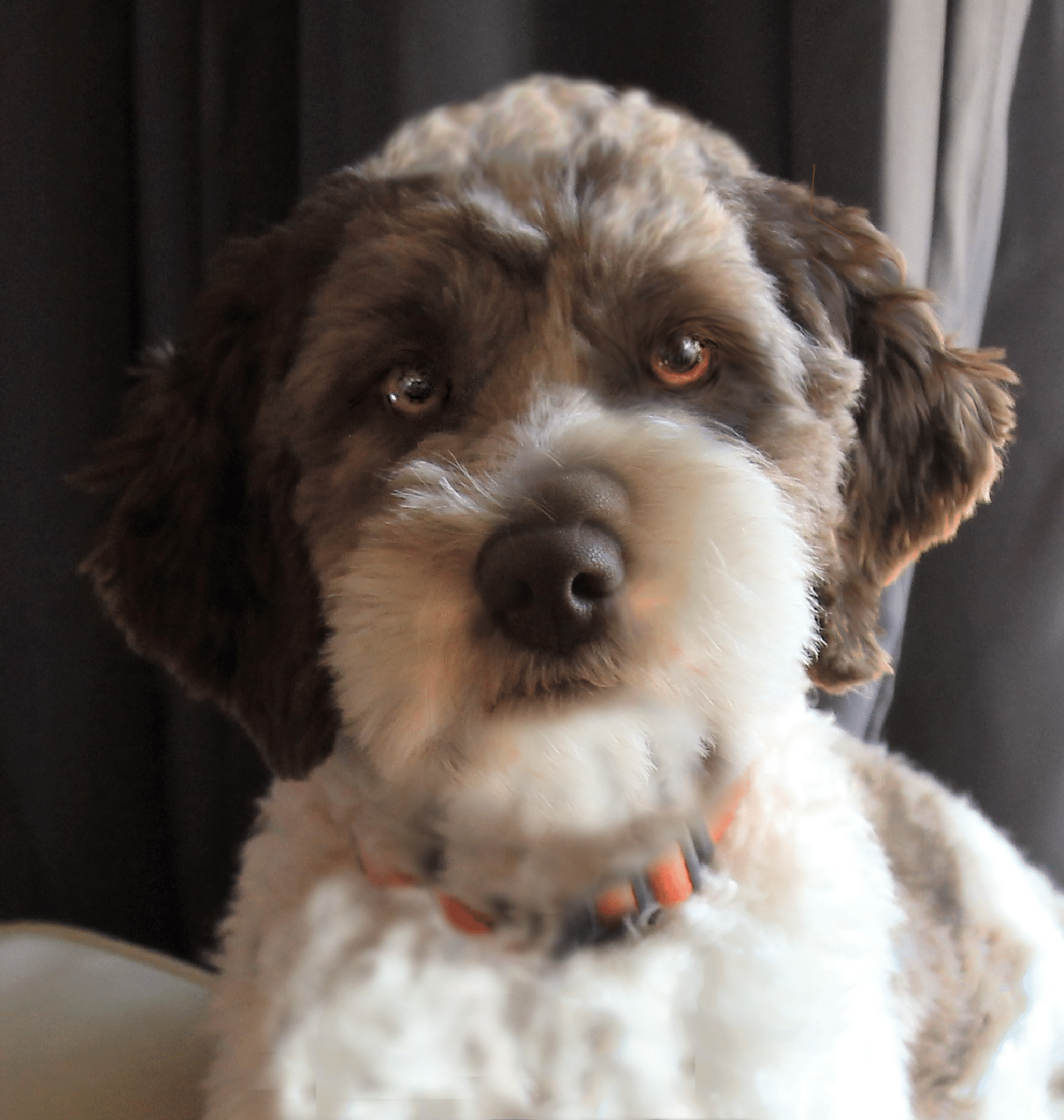 Family Labradoodles and Goldendoodles - Annie