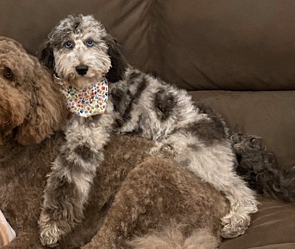 Family Labradoodles and Goldendoodles - Annie
