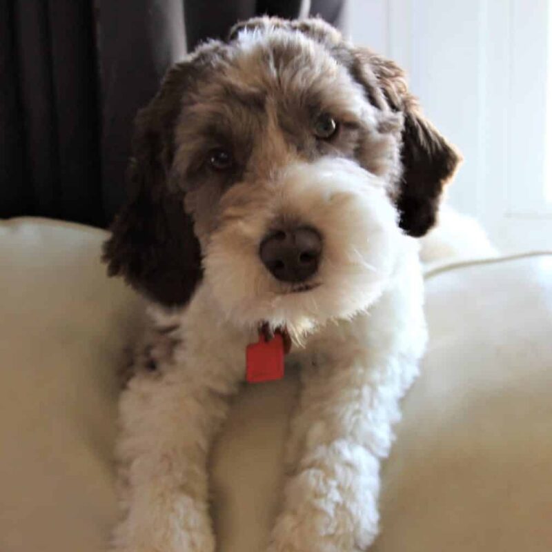 Family Labradoodles and Goldendoodles - Available Puppies