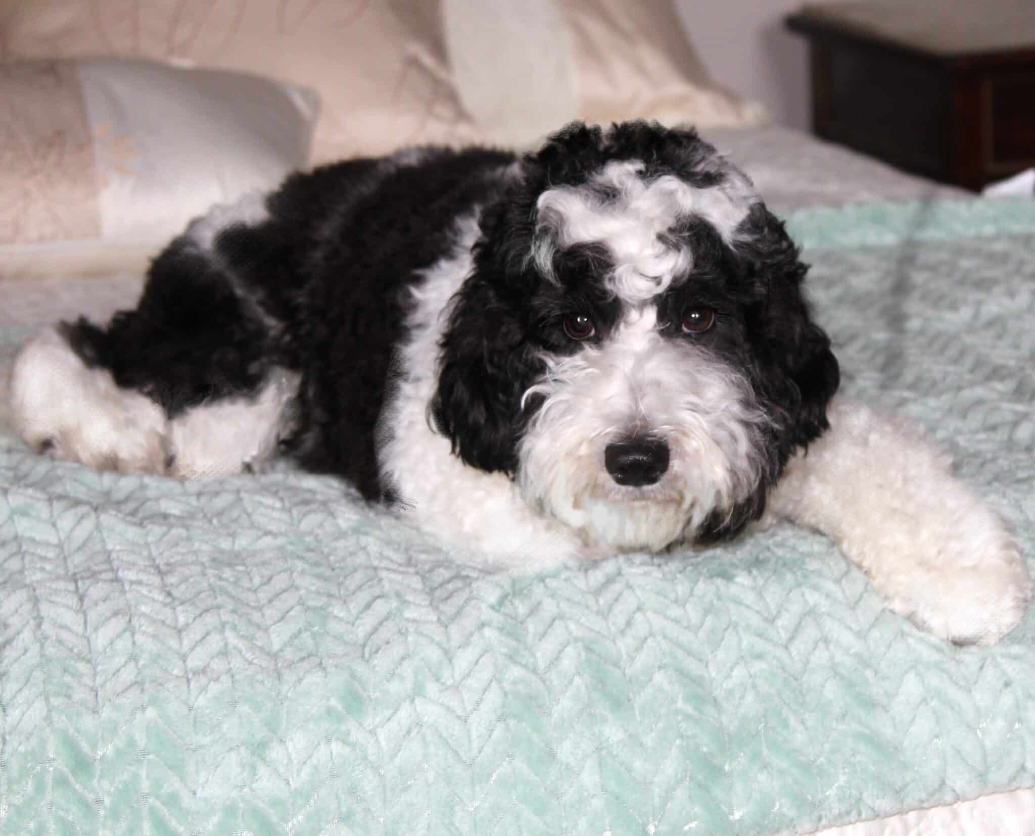 Family Labradoodles and Goldendoodles - Dani