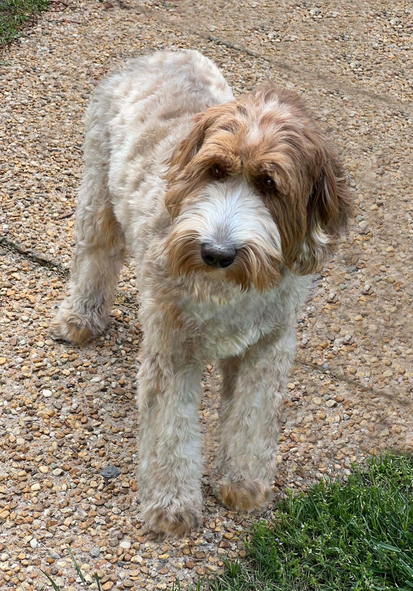 Family Labradoodles and Goldendoodles - Available Puppies