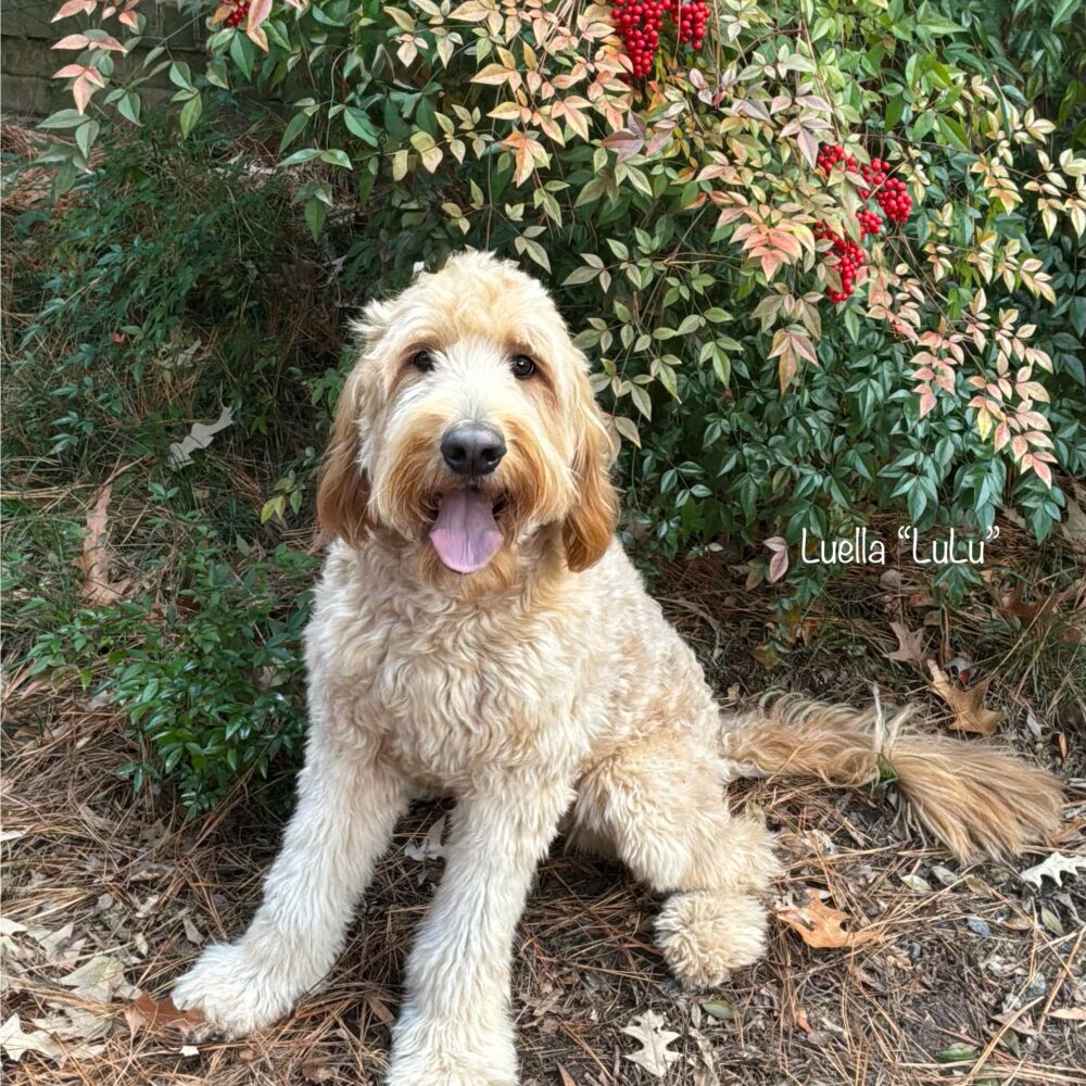 Family Labradoodles and Goldendoodles - Available Puppies